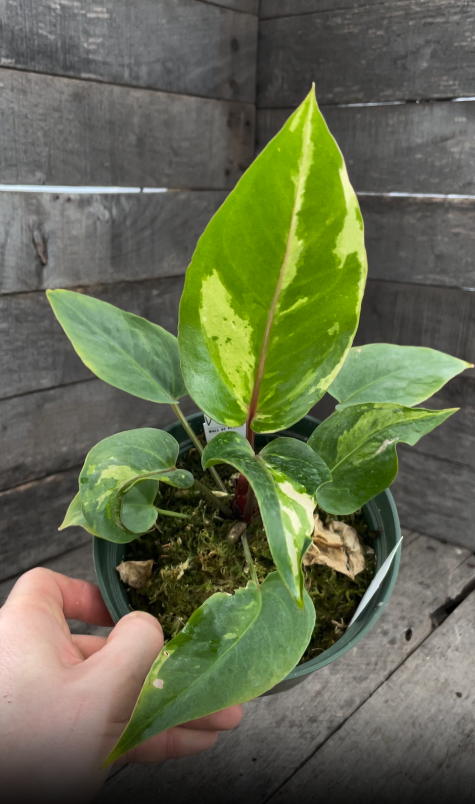 Products – Wall of Plants